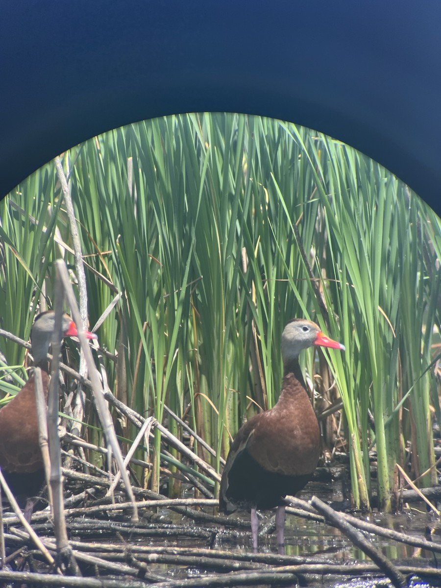 eBird Checklist - 5 May 2024 - Cape Romain NWR--Bulls Island - 54 ...
