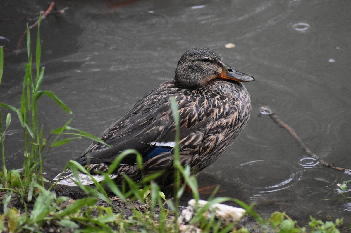 eBird Checklist - 6 May 2024 - Jordan River Parkway--Fife Wetlands ...