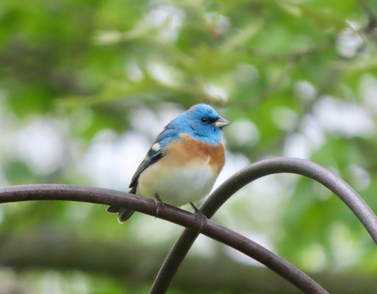 eBird Checklist - 6 May 2024 - Terry McNeely house - 51 species
