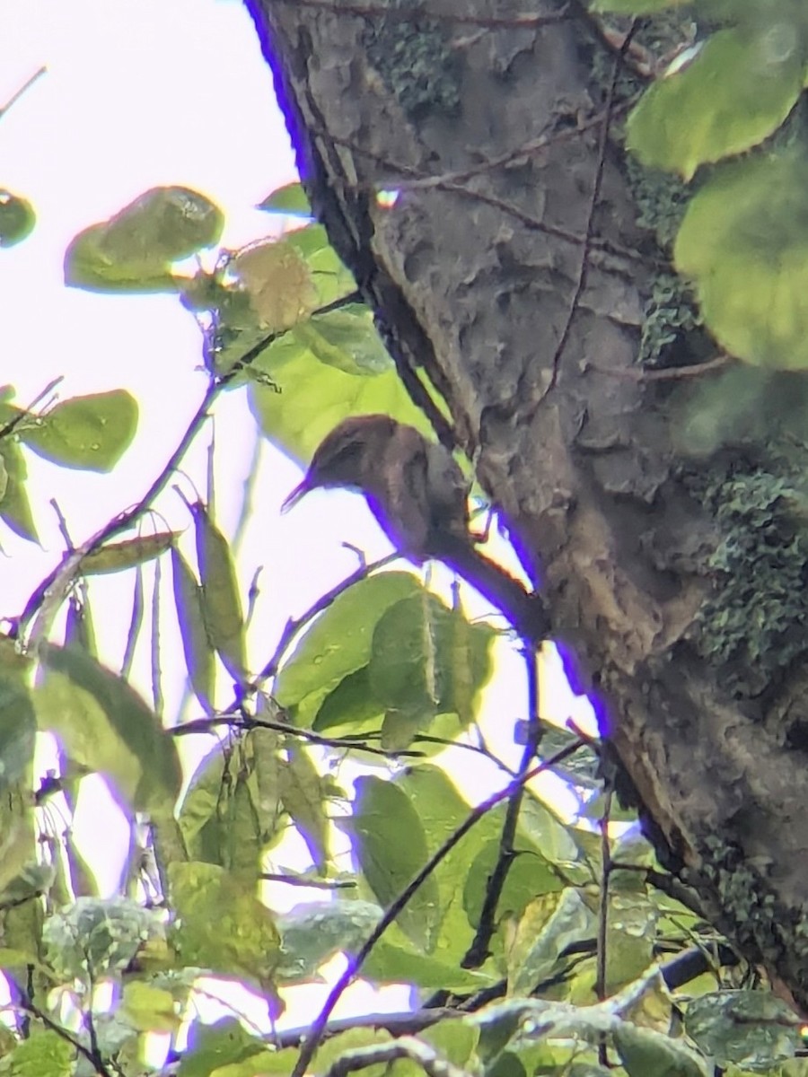 eBird Checklist - 6 May 2024 - Shaw Nature Reserve - 81 species
