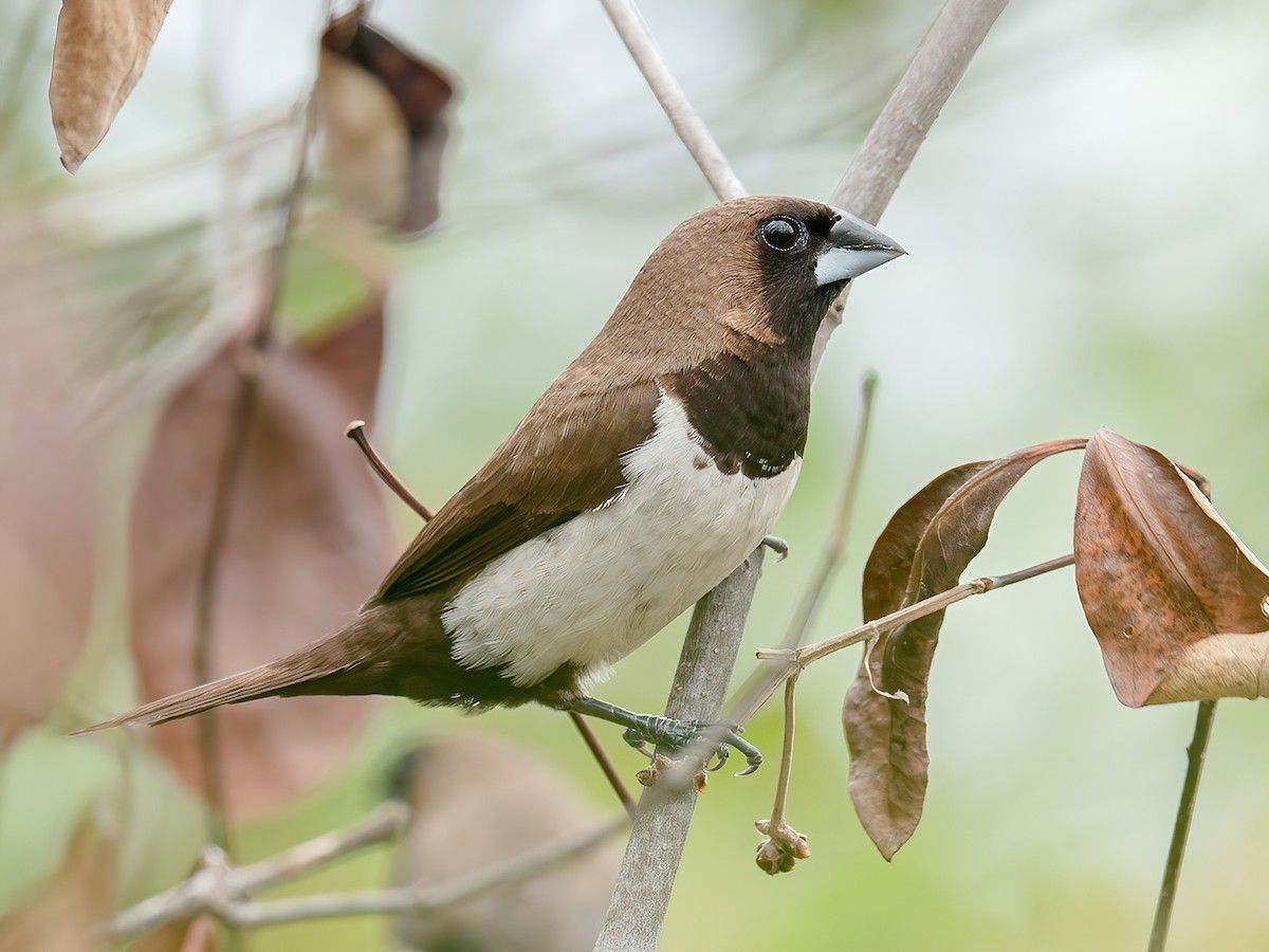 Javan Munia - Lonchura leucogastroides - Birds of the World