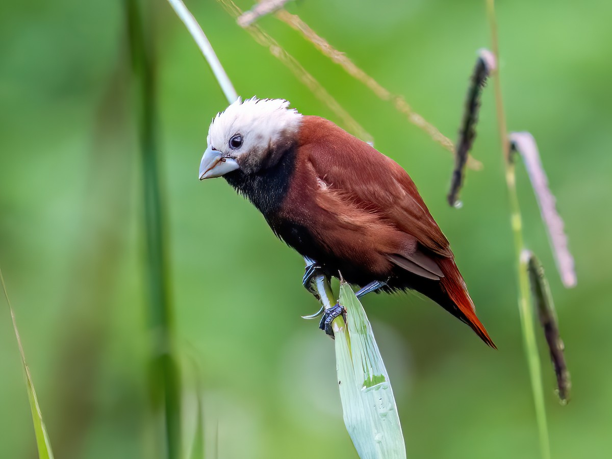White-capped Munia - Lonchura ferruginosa - Birds of the World