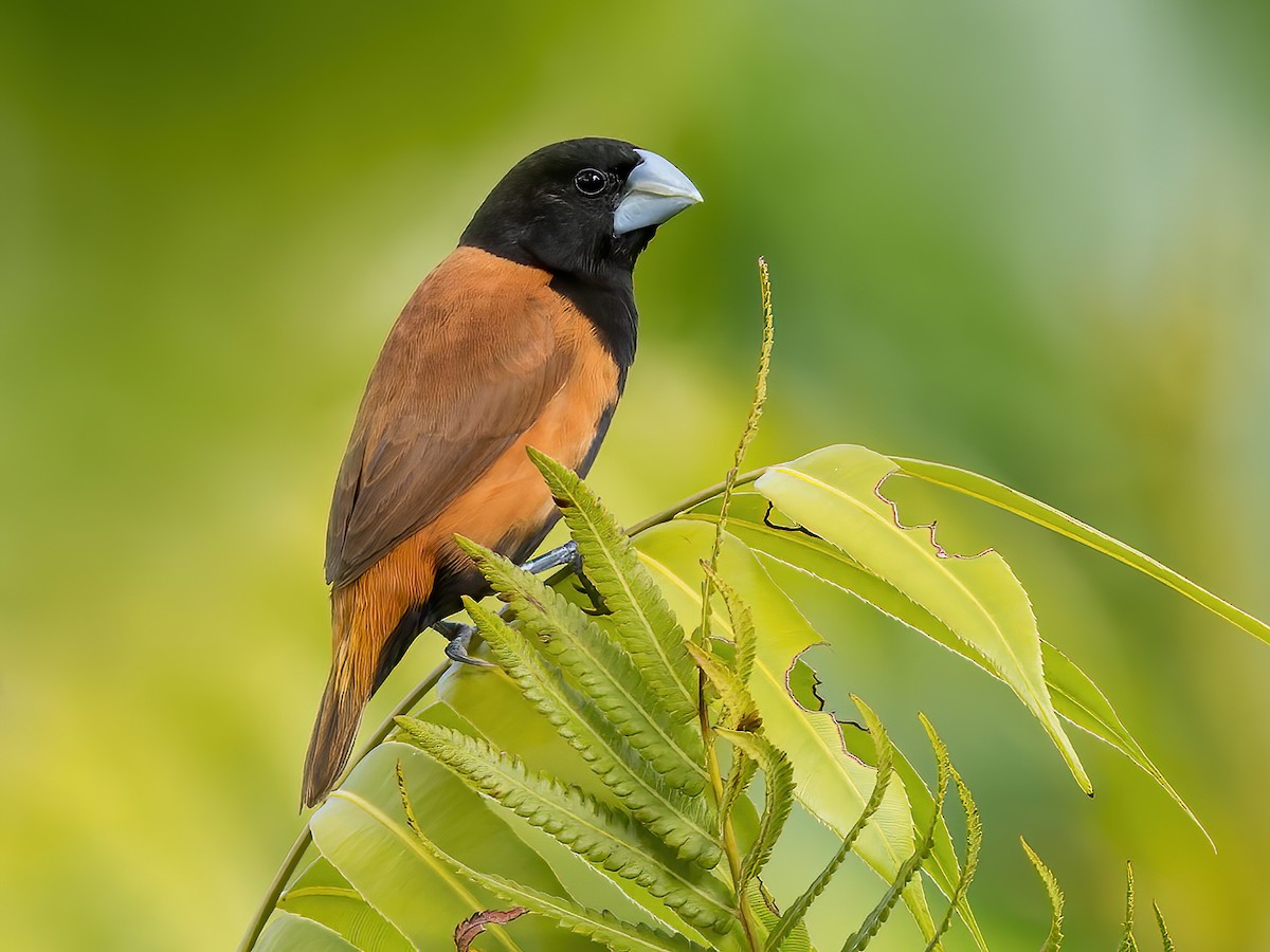 Grand Munia - Lonchura grandis - Birds of the World