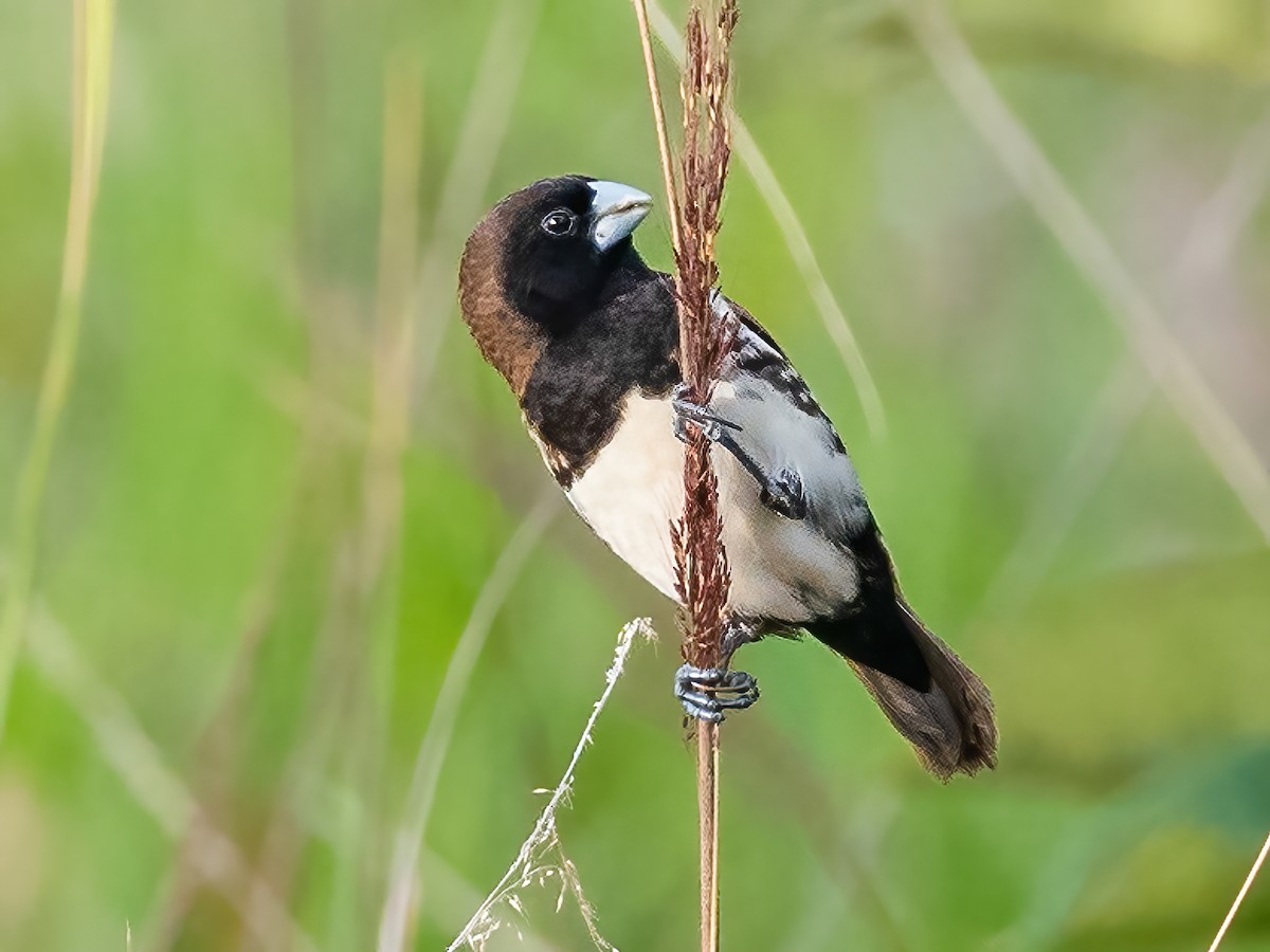 Black-breasted Munia - Lonchura teerinki - Birds of the World