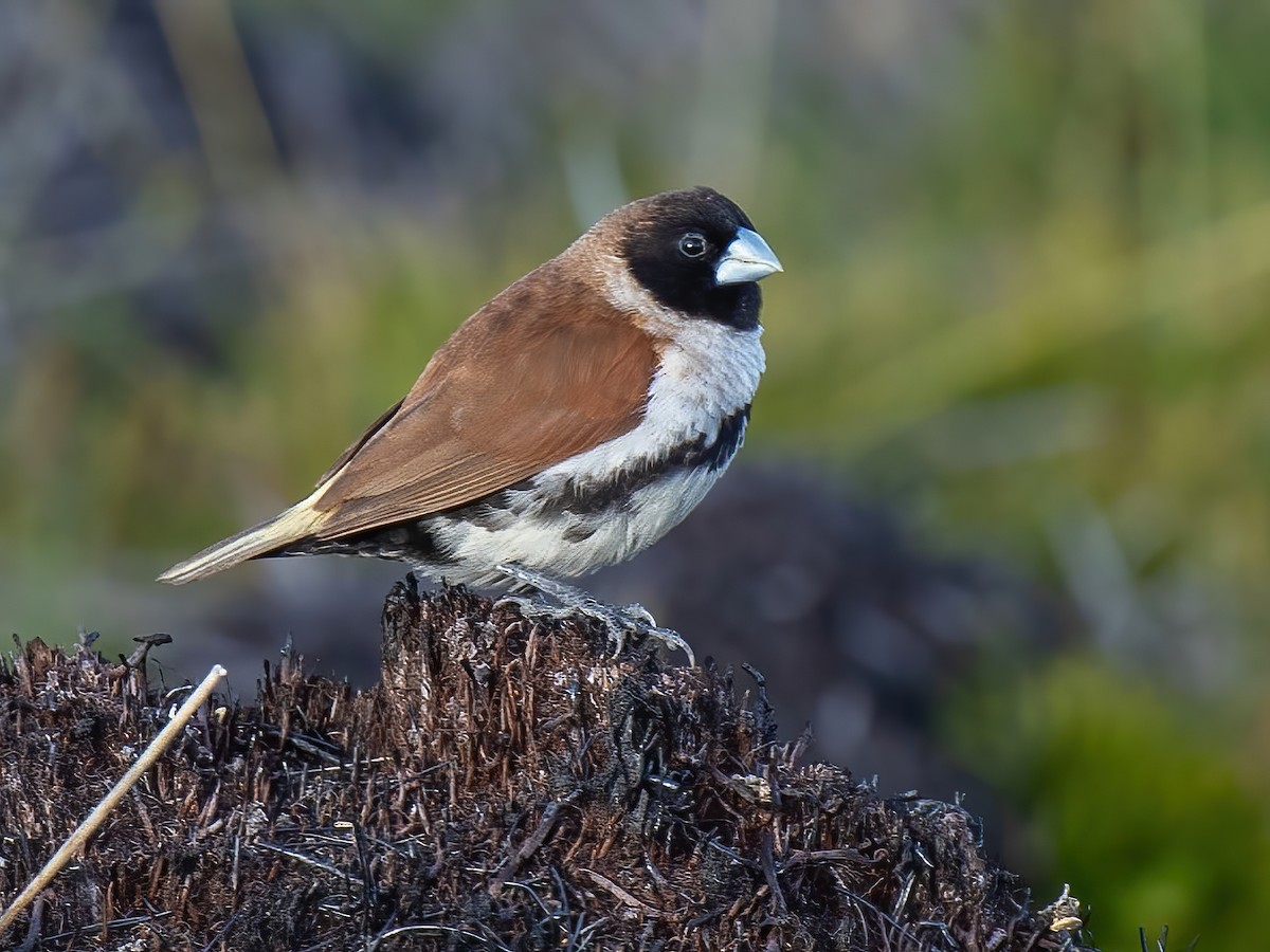 Alpine Munia - Lonchura monticola - Birds of the World