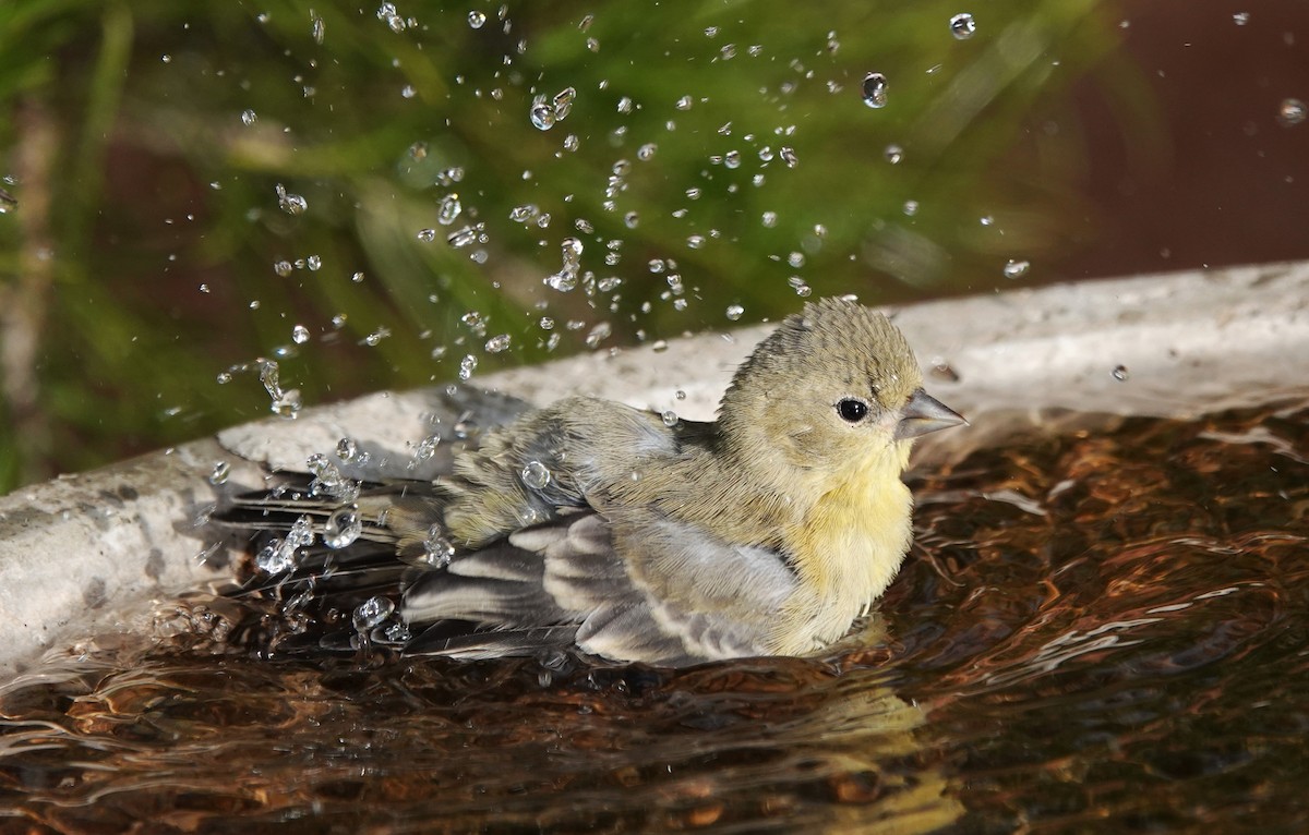 ML618561858 - Lesser Goldfinch - Macaulay Library