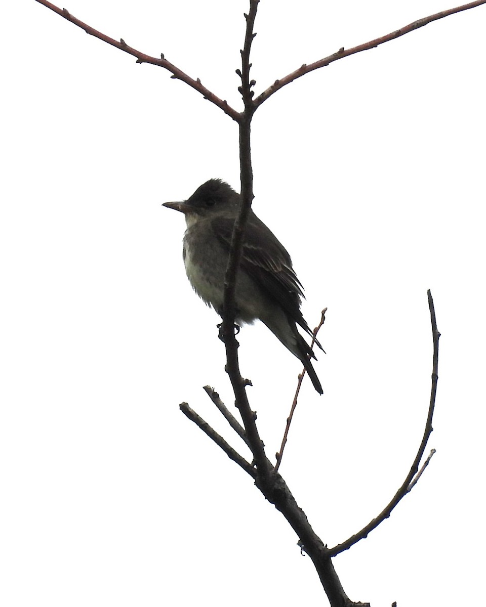 eBird Checklist - 5 May 2024 - CSU--Environmental Learning Center - 25 ...
