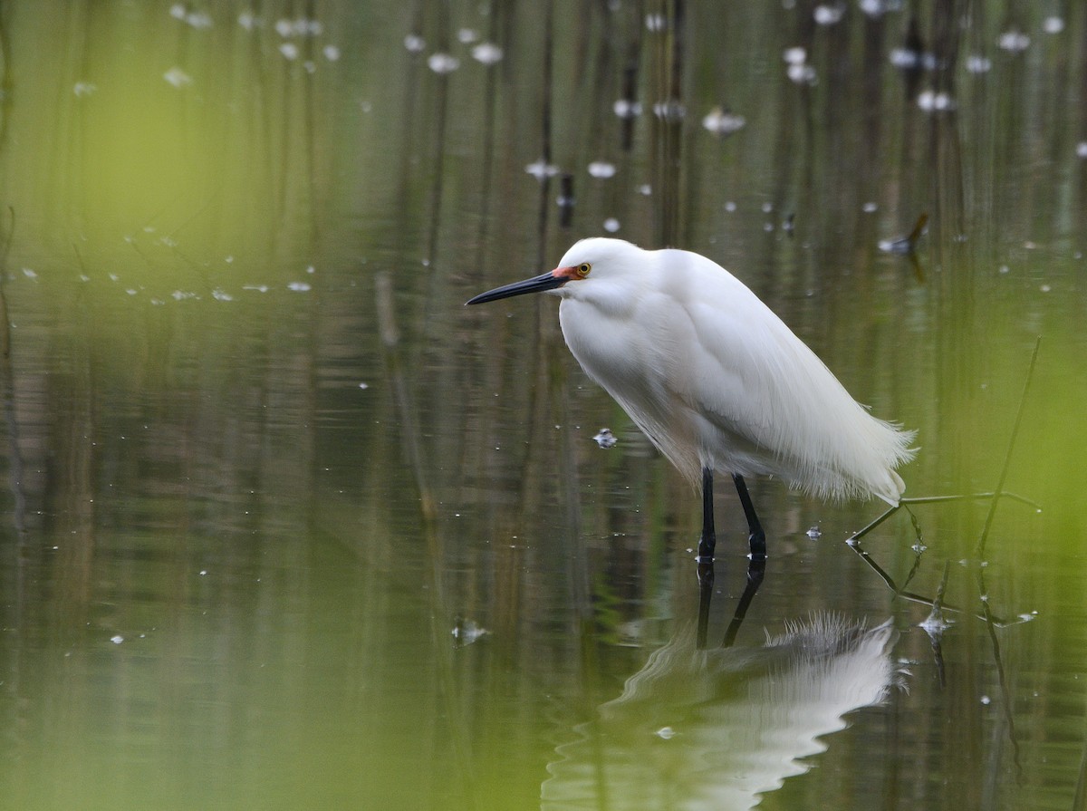 eBird Checklist - 6 May 2024 - Bombay Hook National Wildlife Refuge ...