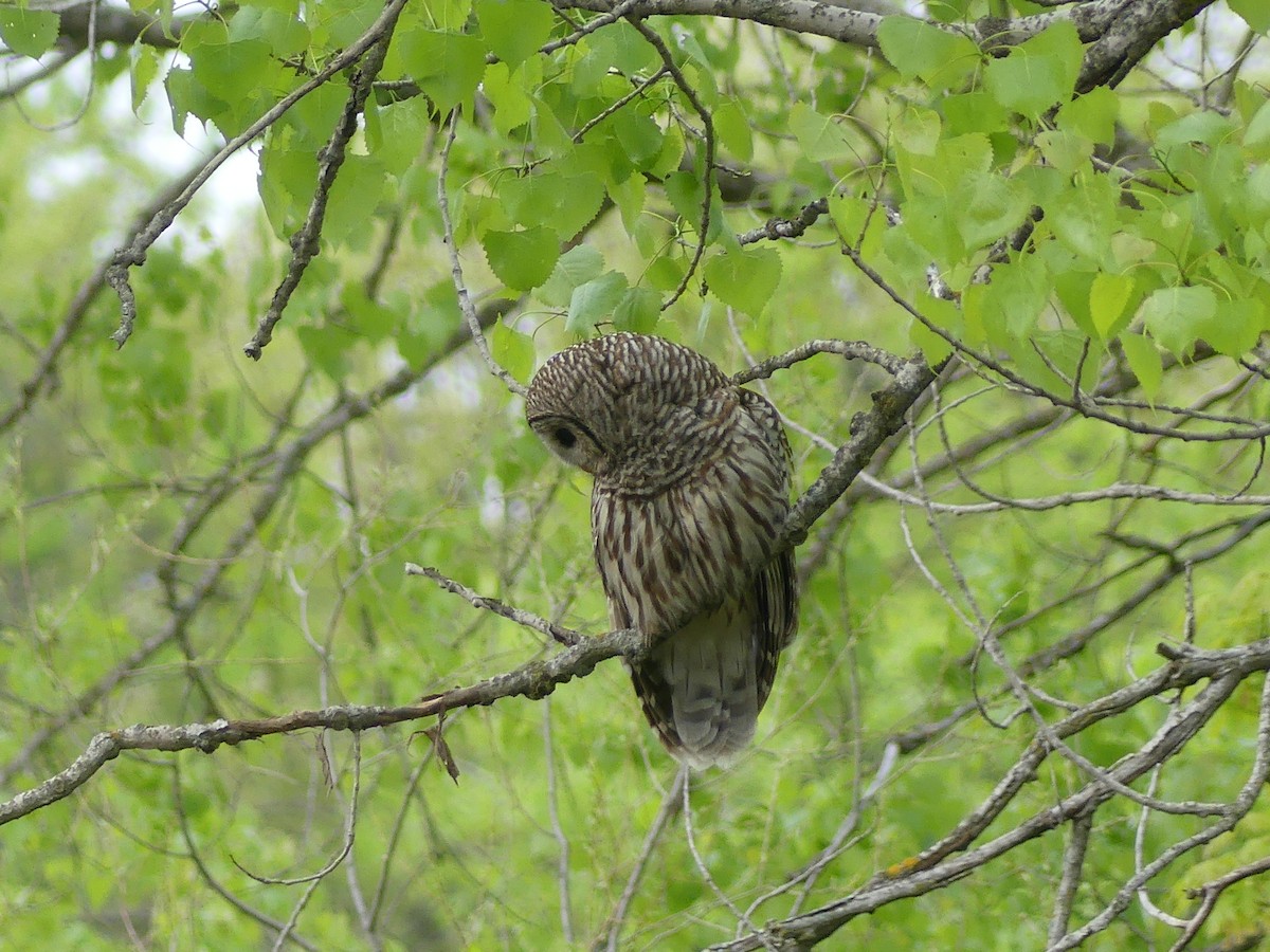eBird Checklist - 6 May 2024 - Lakewood Forest Preserve - 61 species