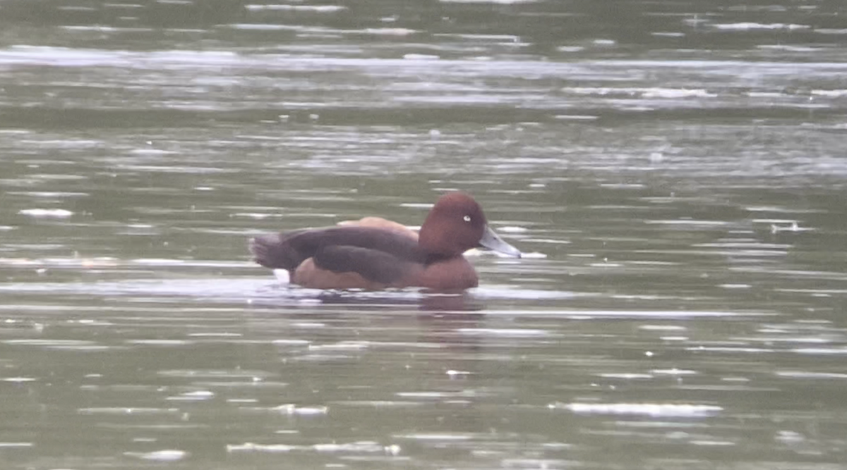 eBird Checklist - 6 May 2024 - Cotswold Water Park--Whelford Pools GWT ...