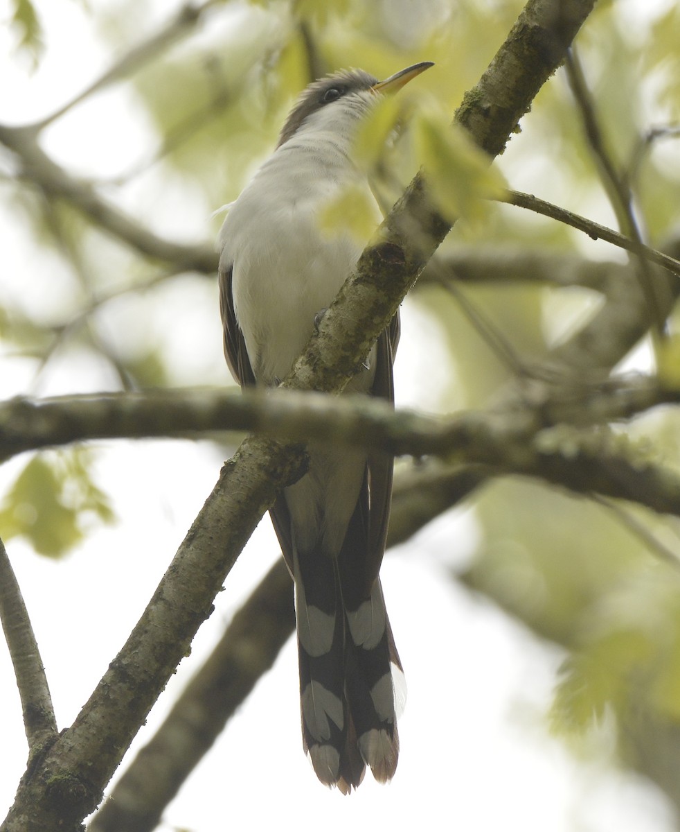 eBird Checklist - 6 May 2024 - First Ave, Estell Manor US-NJ 39.34453 ...