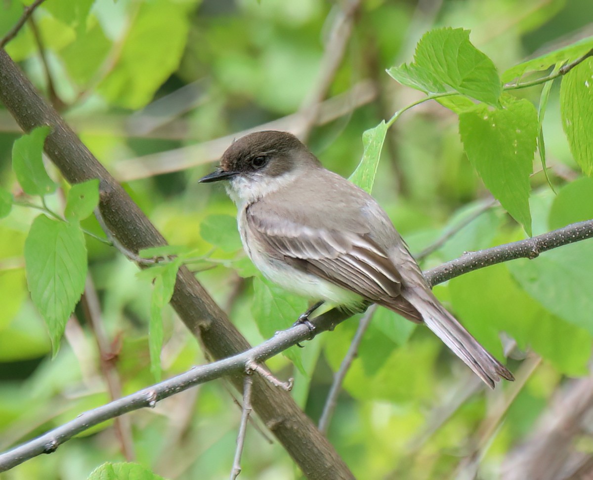 eBird Checklist - 6 May 2024 - Towl Park - 28 species