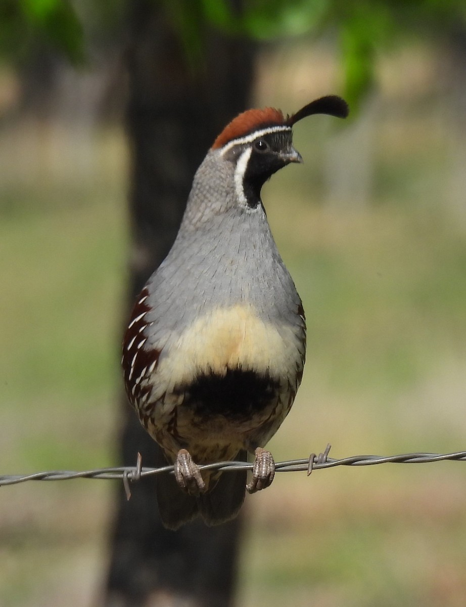eBird Checklist - 6 May 2024 - South Picacho Highway, from town to ...