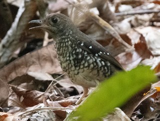 Makira Thrush - eBird