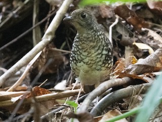 Makira Thrush - eBird