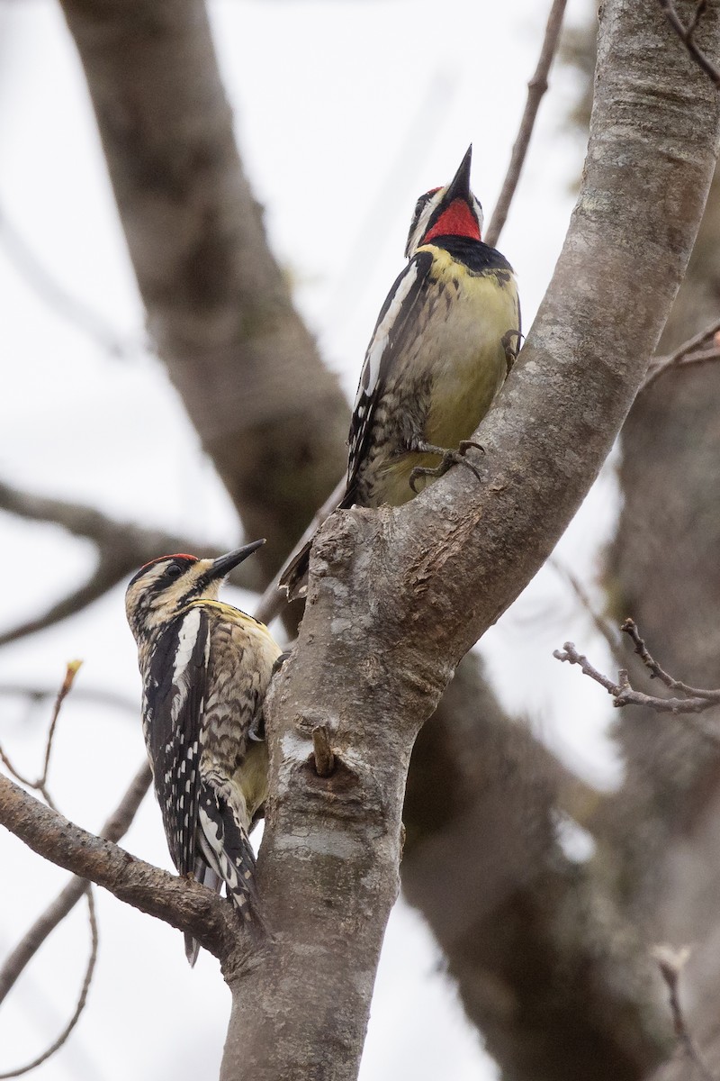 eBird Checklist - 6 May 2024 - Kingston - trail southeast of Paragon ...