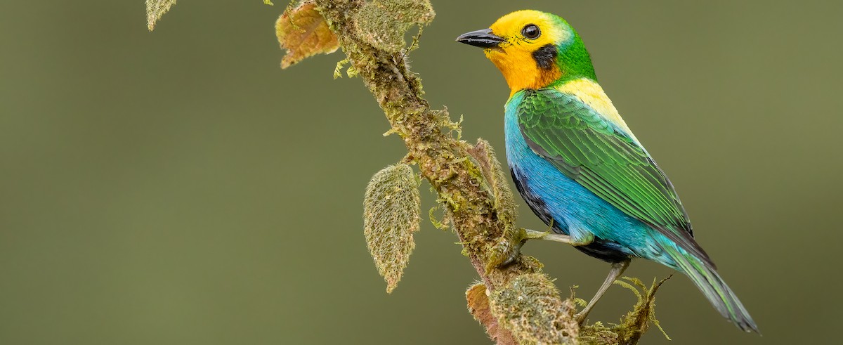 Birds of the World - Cornell Lab of Ornithology