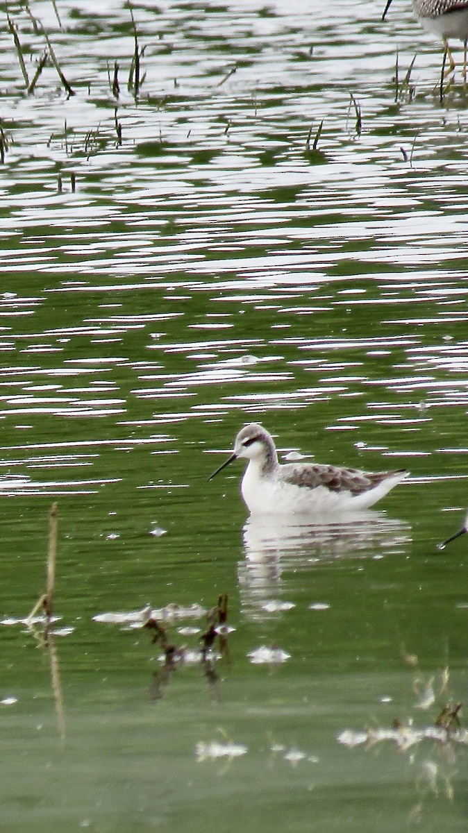 eBird Checklist - 6 May 2024 - 43rd street flooded fields - 15 species