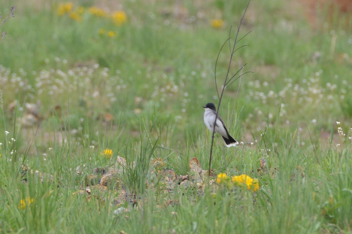 eBird Checklist - 4 May 2024 - Thomson-Fulton Sand Prairie Nature ...