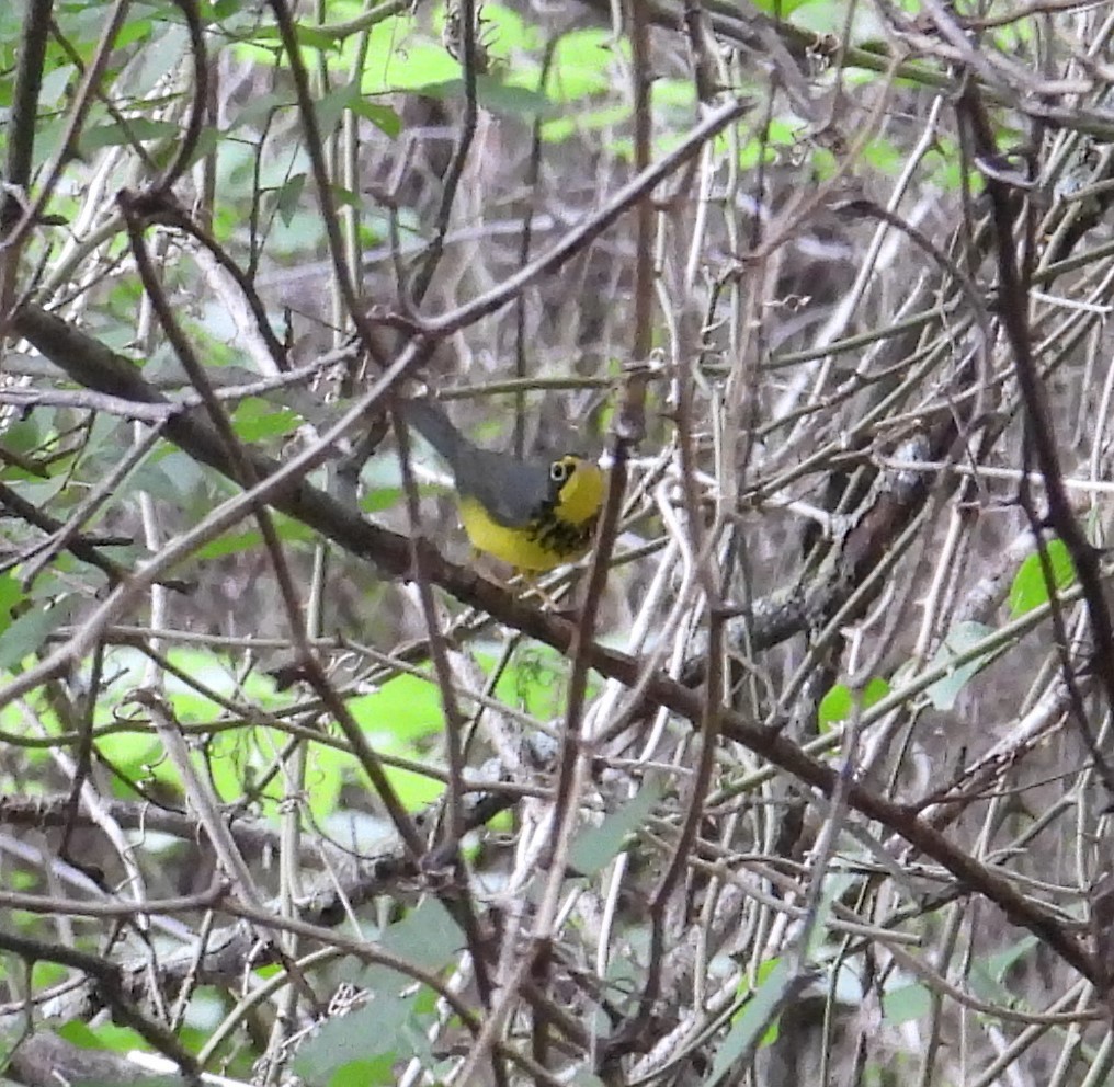 eBird Checklist - 6 May 2024 - Prairie Creek Park (Collin Co. portion ...