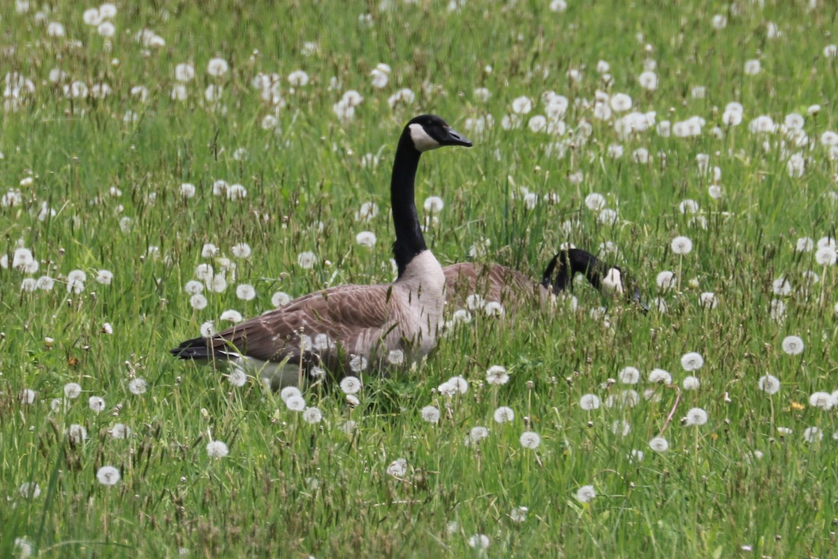 Pennsylvania Bird Atlas Checklist - 6 May 2024 - 406 Upper Georges Valley Rd, Spring Mills US-PA ...