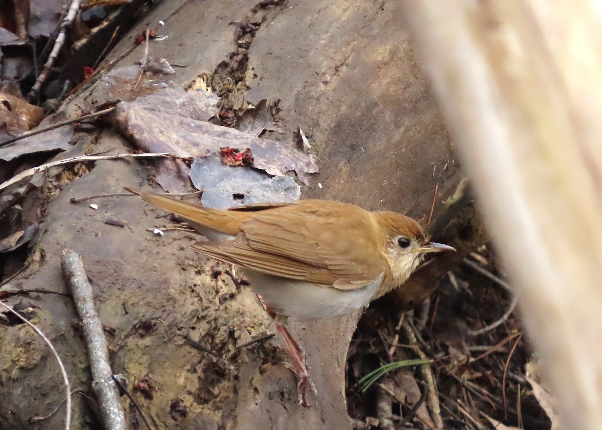 eBird Checklist - 6 May 2024 - Unity Pond - 48 species