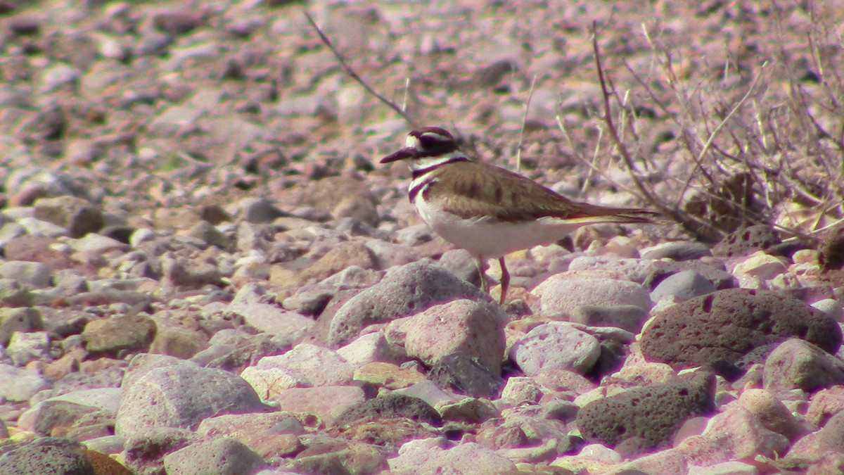 eBird Checklist - 4 May 2024 - Gila Bird Area - 50 species