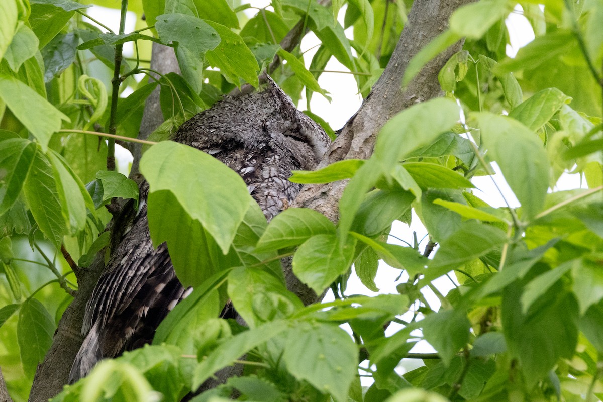 eBird Checklist - 5 May 2024 - Magee Marsh (Lucas Co.) - 37 species