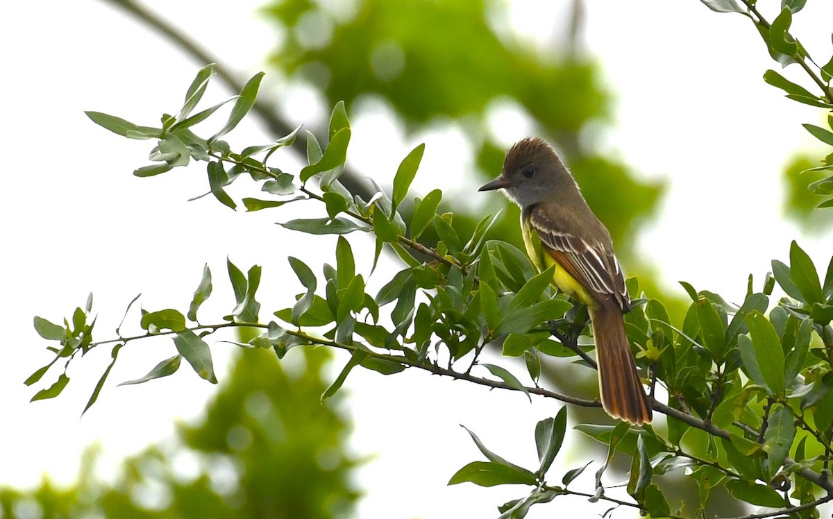 eBird Checklist - 6 May 2024 - Home, Kitty Hawk Bay Dr., Colington ...