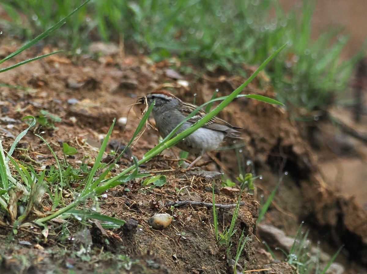 Pennsylvania Bird Atlas Checklist - 6 May 2024 - Angora Fruit Farm - 41 ...