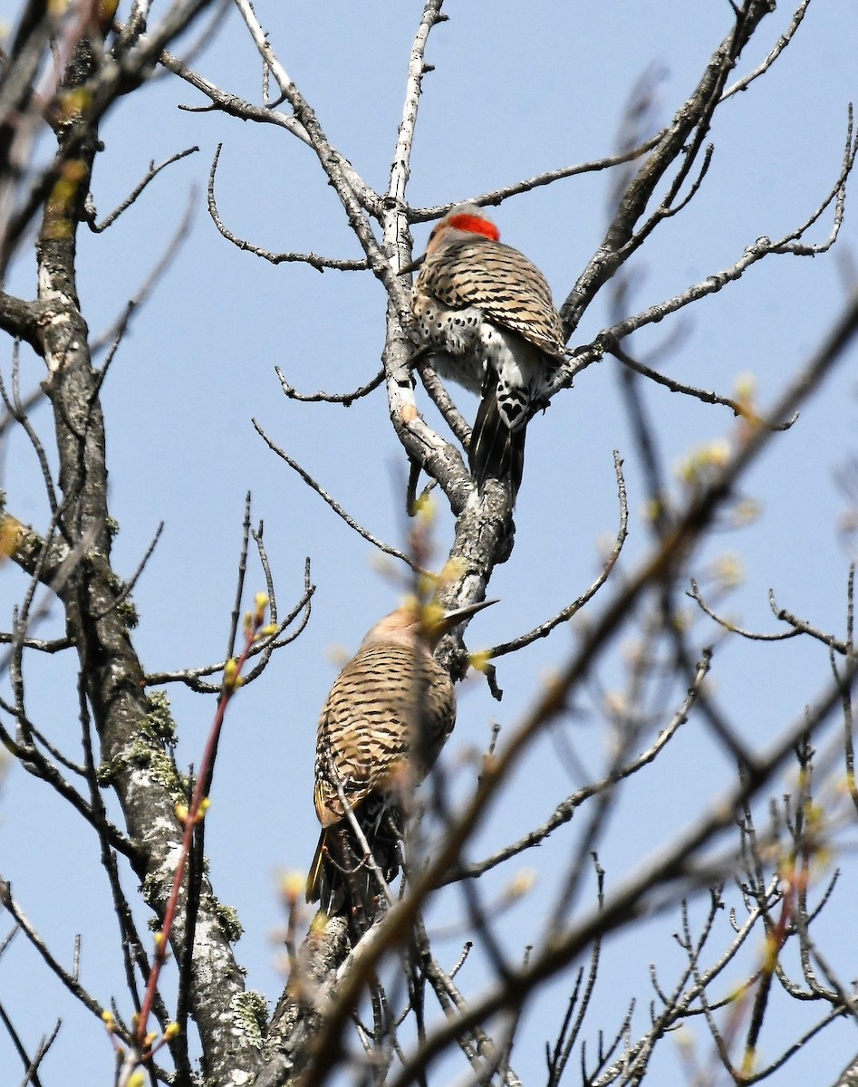 eBird Checklist - 6 May 2024 - 8255 North County Road CC, Hayward ...