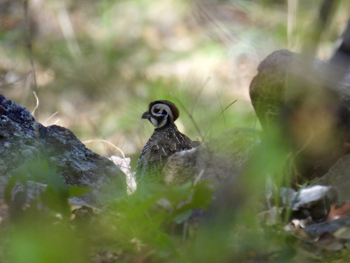 eBird Checklist - 6 May 2024 - Ramsey Canyon Preserve (formerly Mile Hi ...