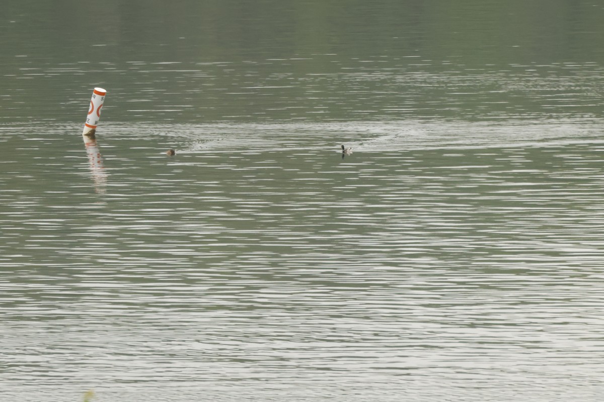 eBird Checklist - 6 May 2024 - Blue Marsh Lake SRA--Shady Hill fields ...