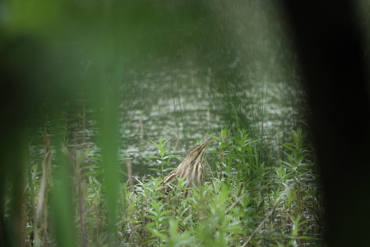 eBird Checklist - 5 May 2024 - John Heinz NWR--impoundment (Philadelphia Co.) - 32 species