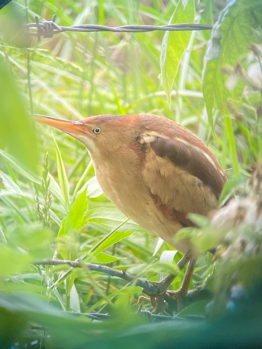 eBird Checklist - 6 May 2024 - Charlie Craig State Fish Hatchery - 63 ...