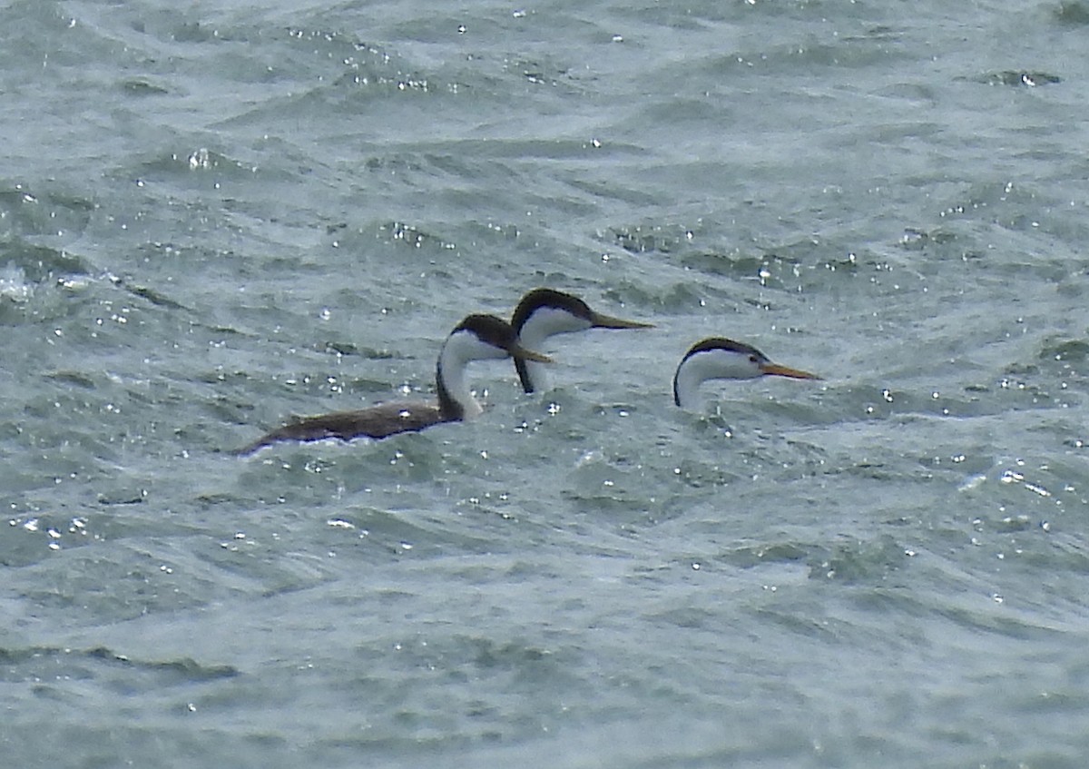 eBird Checklist - 6 May 2024 - Waneka Lake/Greenlee Preserve - 44 ...