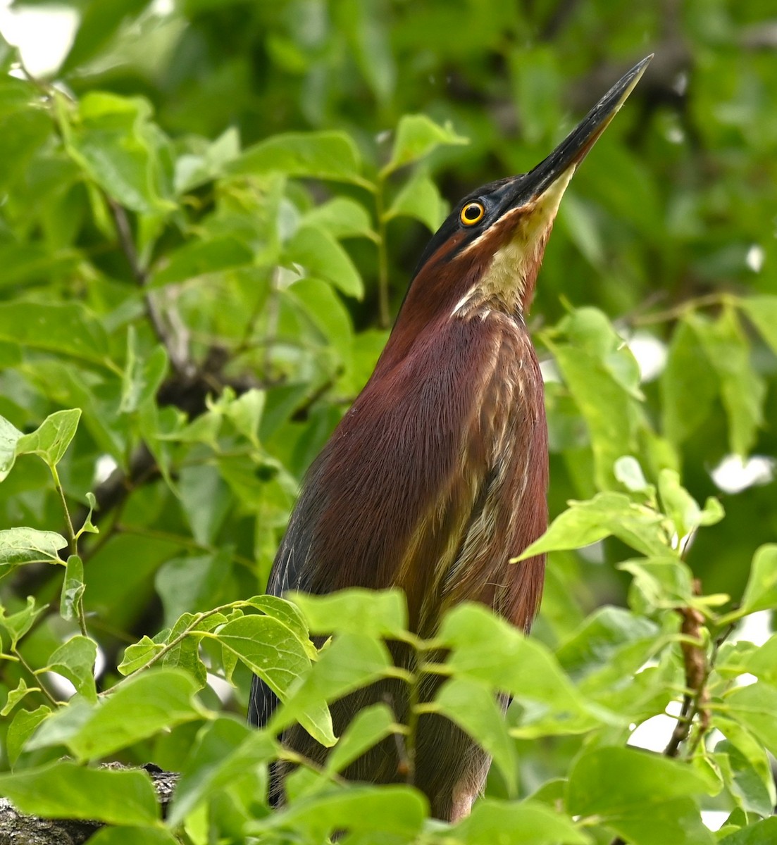 eBird Checklist - 26 Apr 2024 - Mills Pond at Wells Branch - 19 species