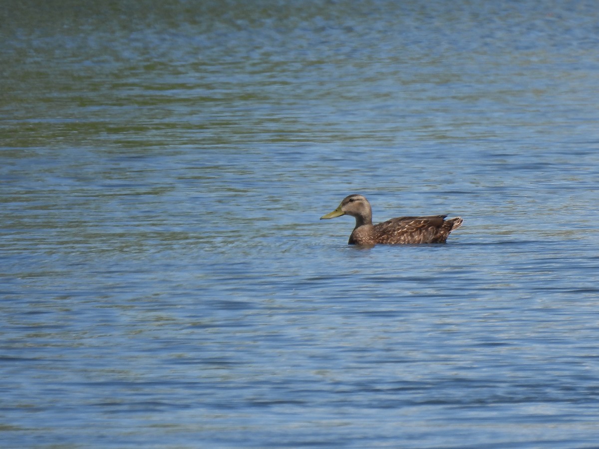 eBird Checklist - 5 May 2024 - Henderson Bird Viewing Preserve - 51 species