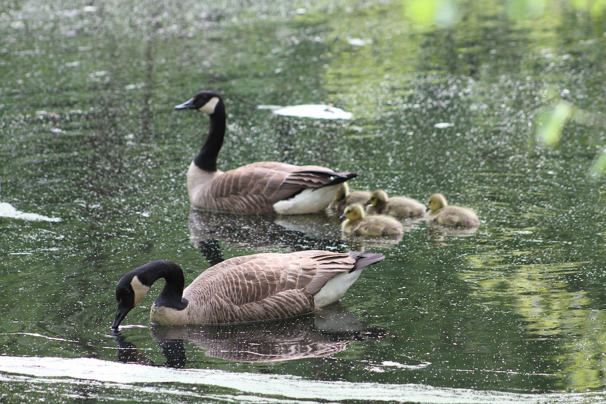 Pennsylvania Bird Atlas Checklist - 5 May 2024 - Susquehanna Riverlands ...