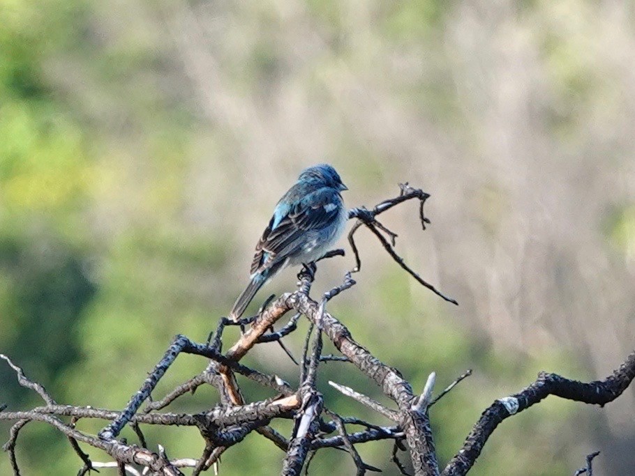 eBird Checklist - 5 May 2024 - Refugio Pass - 1 species