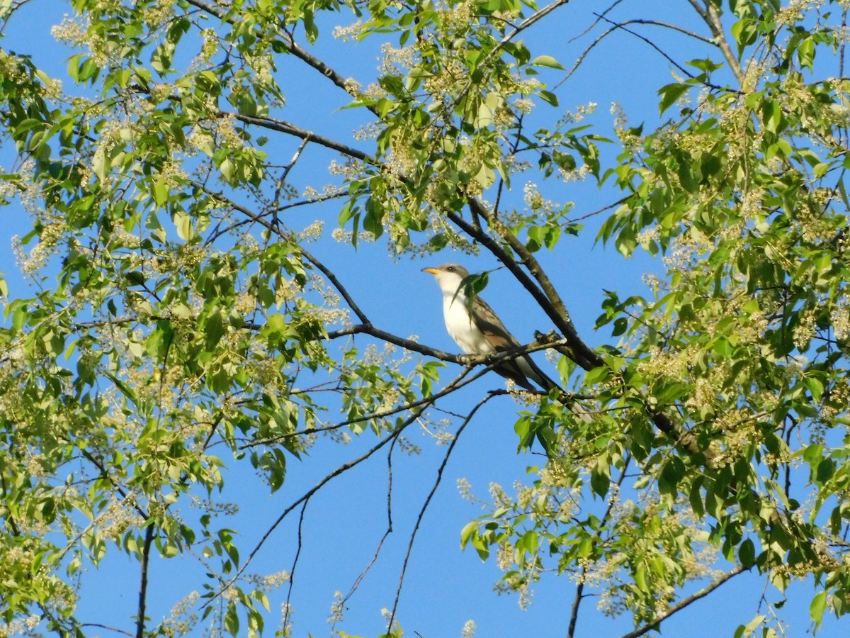 eBird Checklist - 6 May 2024 - Purdue University--Martell Forest - 68 ...
