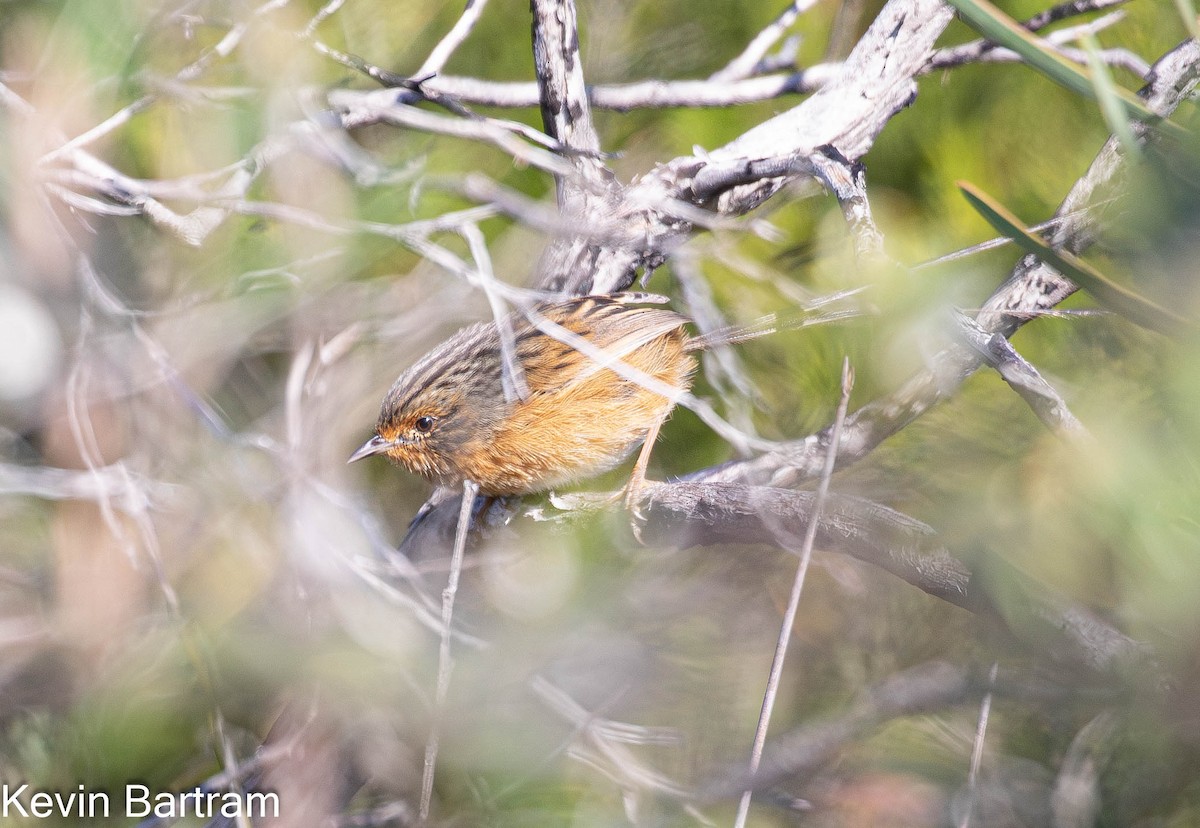 eBird Checklist - 27 Apr 2024 - Geology Point, Mallacoota - 8 species