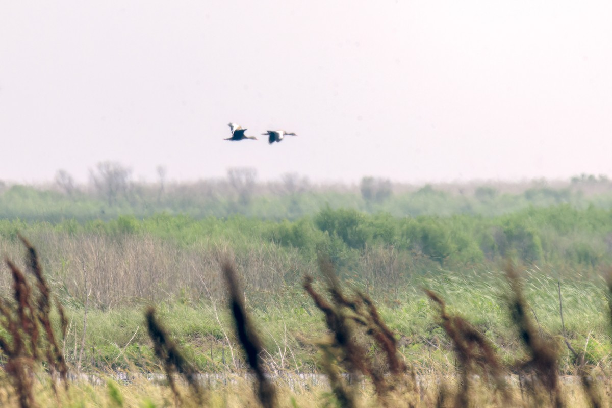 eBird Checklist - 6 May 2024 - Anahuac NWR--Jackson Prairie Woodlot ...