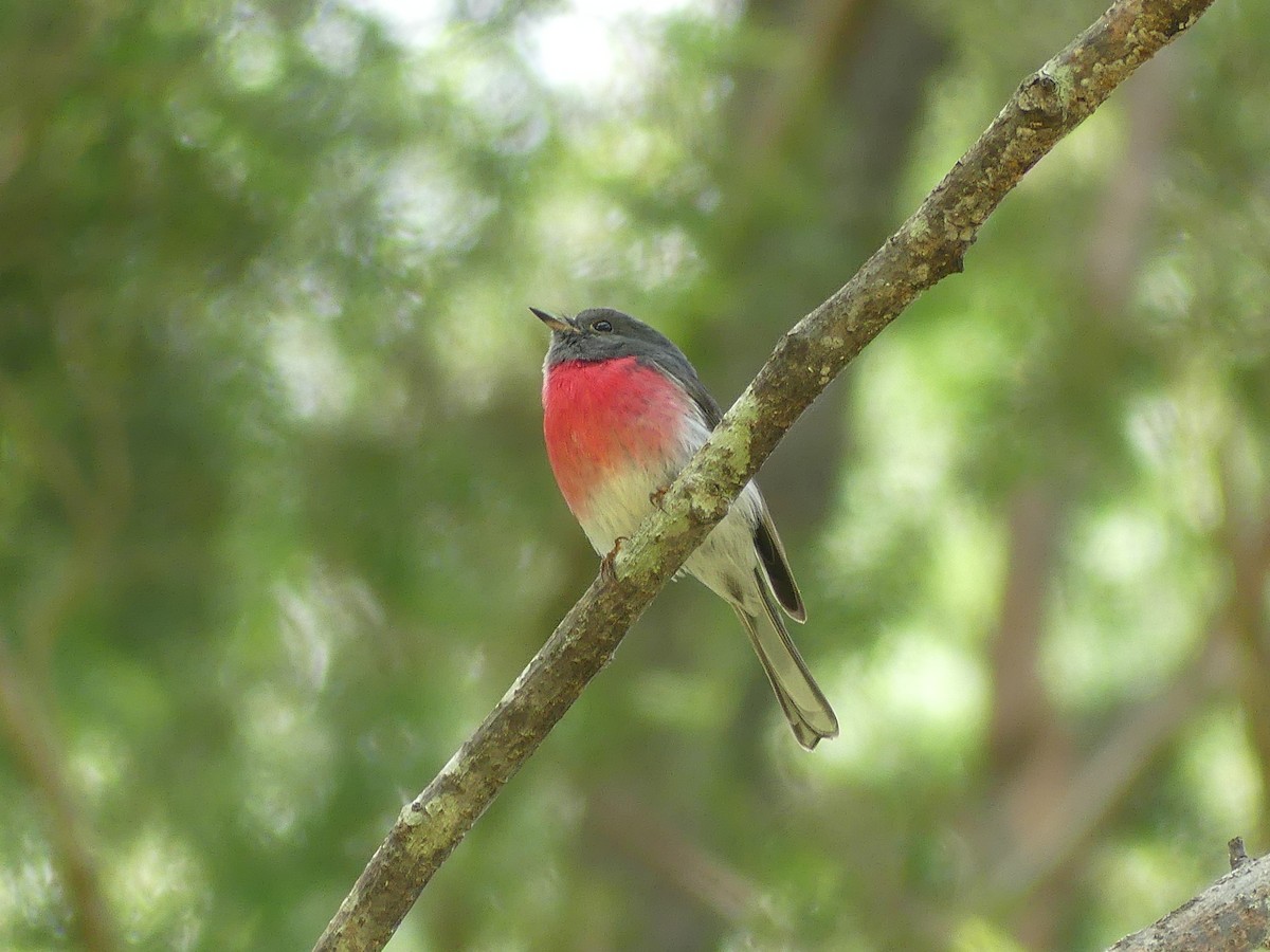 eBird Checklist - 7 May 2024 - Flinders Plum Picnic Area - 23 species
