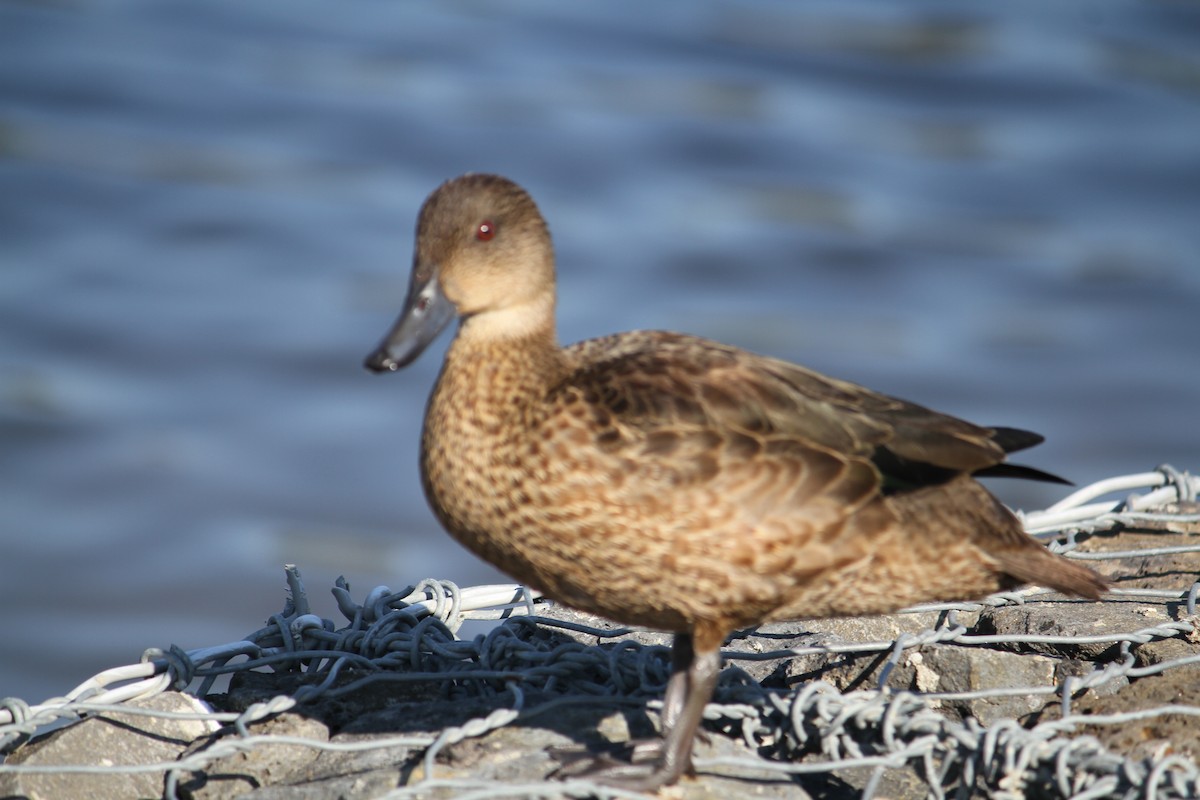 eBird Checklist - 7 May 2024 - Northern Memorial Park - 41 species