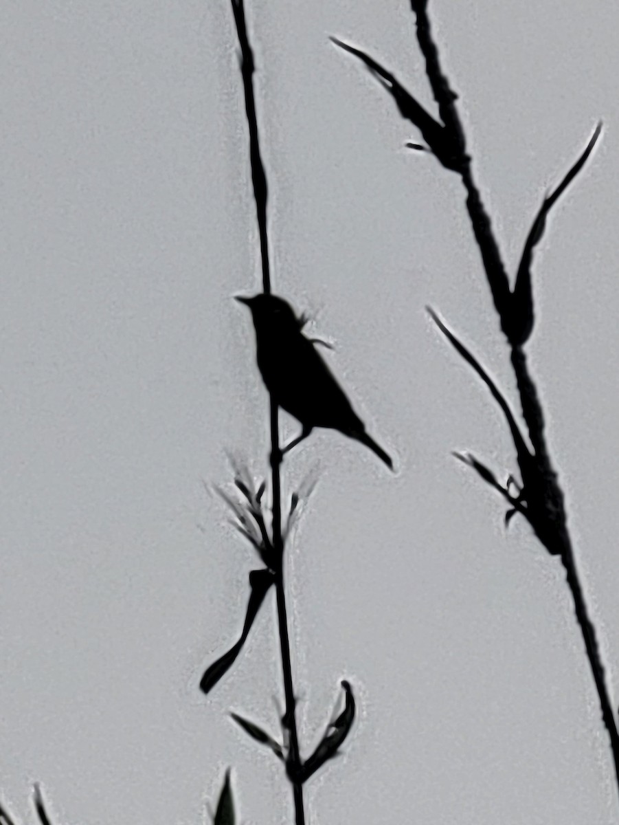 Swinhoe's White-eye - Zosterops simplex - Media Search - Macaulay ...
