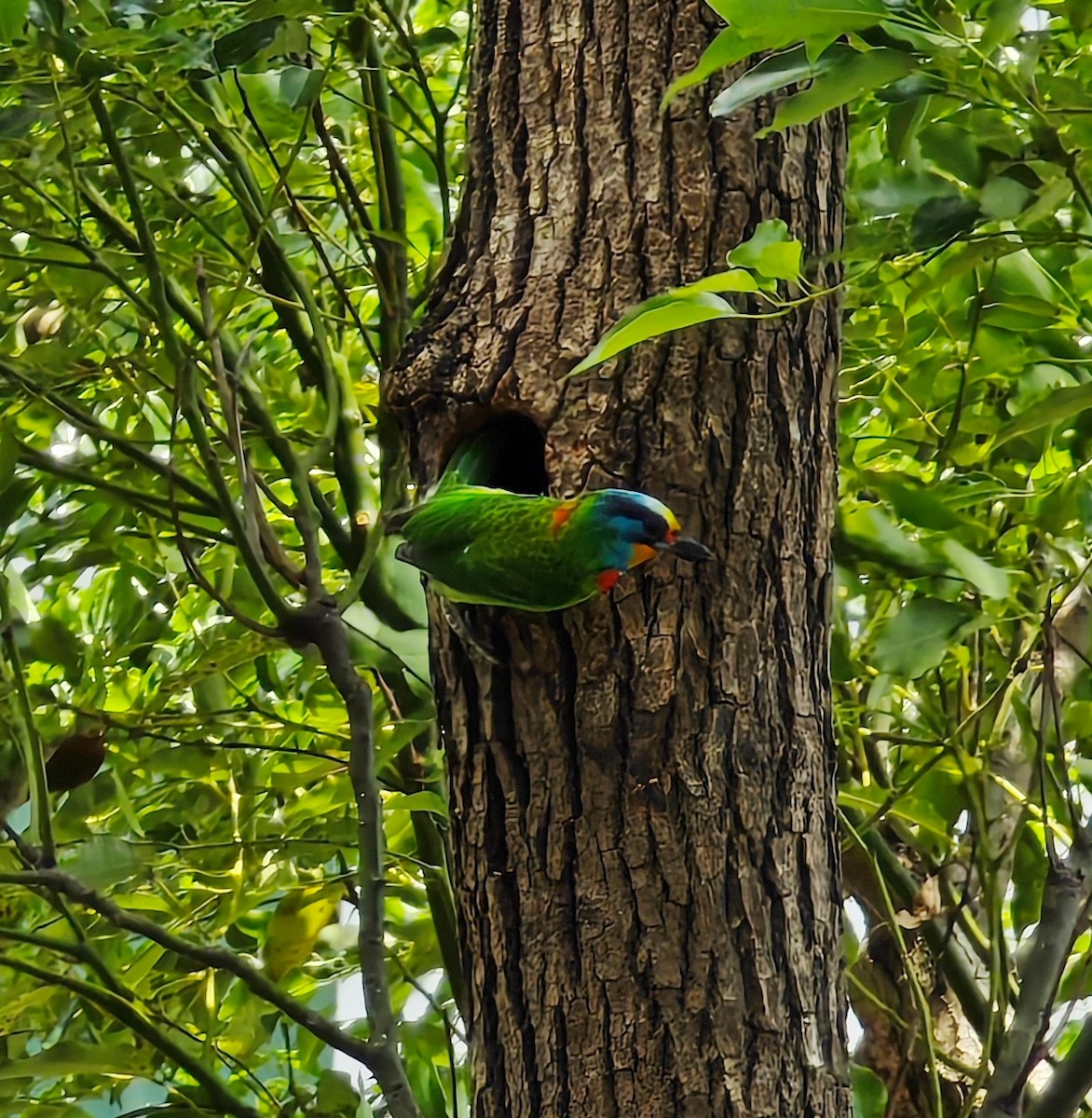 Taiwan Bird Atlas Checklist - 7 May 2024 - U-PAK - 12 species