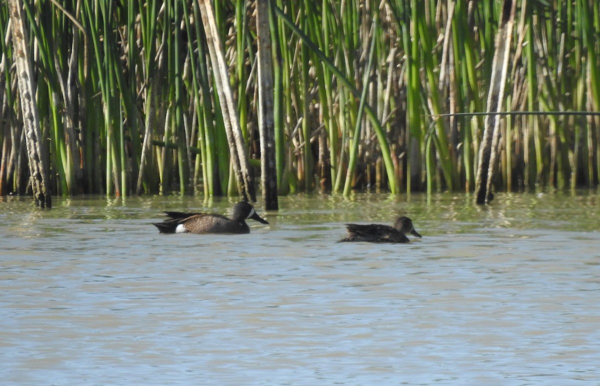 eBird Checklist - 6 May 2024 - Piute Ponds (permit required) - 87 ...