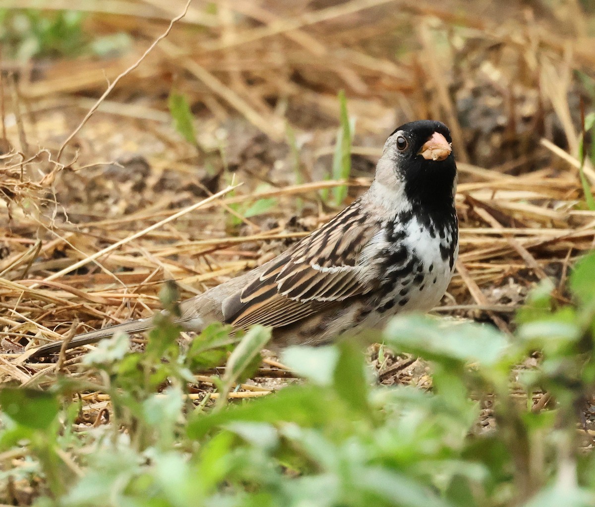 North Carolina Bird Atlas Checklist - 7 May 2024 - Warren Wilson ...
