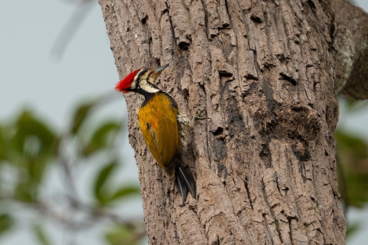 ML618616136 - Common Flameback - Macaulay Library